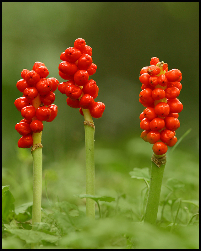 Arum tacheté (Arum maculatum) - Nature en images